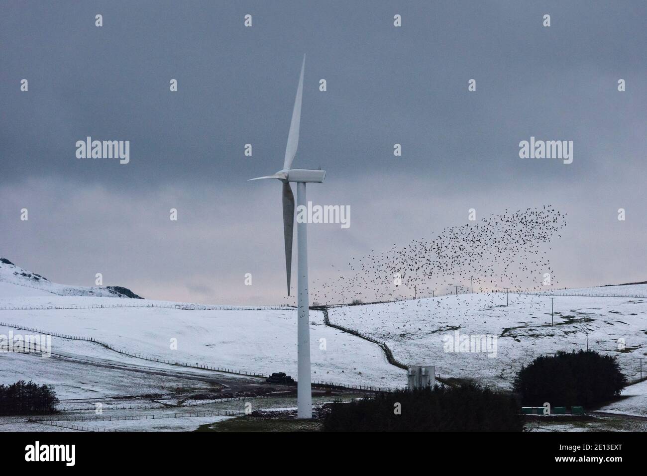 Starlings fly to their evening roost near a wind turbine, part of the ...