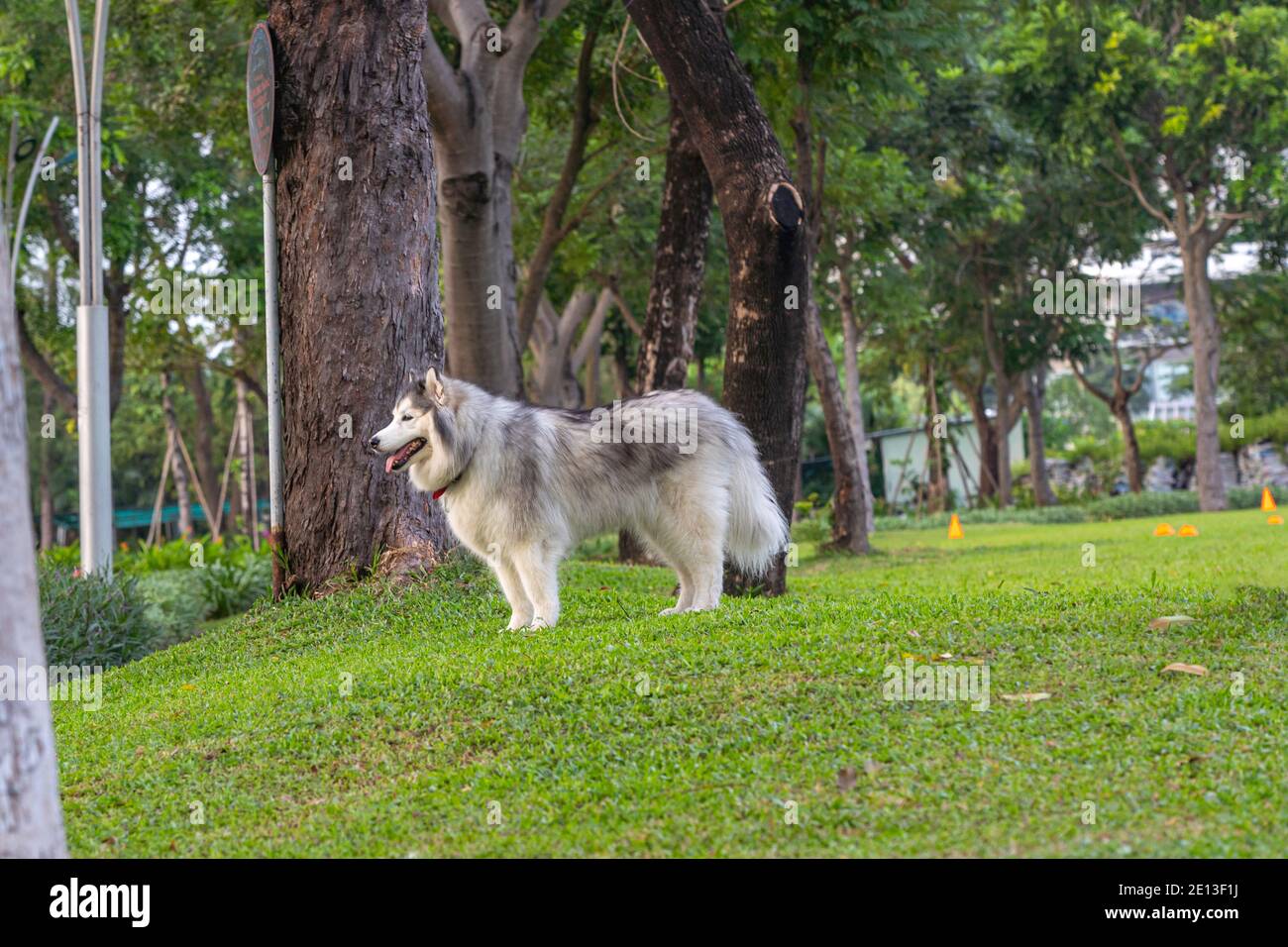 Giant Alaskan Malamute High Resolution Stock Photography and Images - Alamy