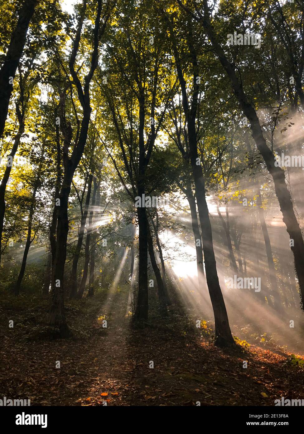 light beam coming from trees, dark forest Stock Photo - Alamy