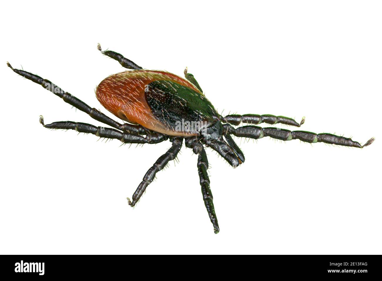Female tick hi-res stock photography and images - Alamy