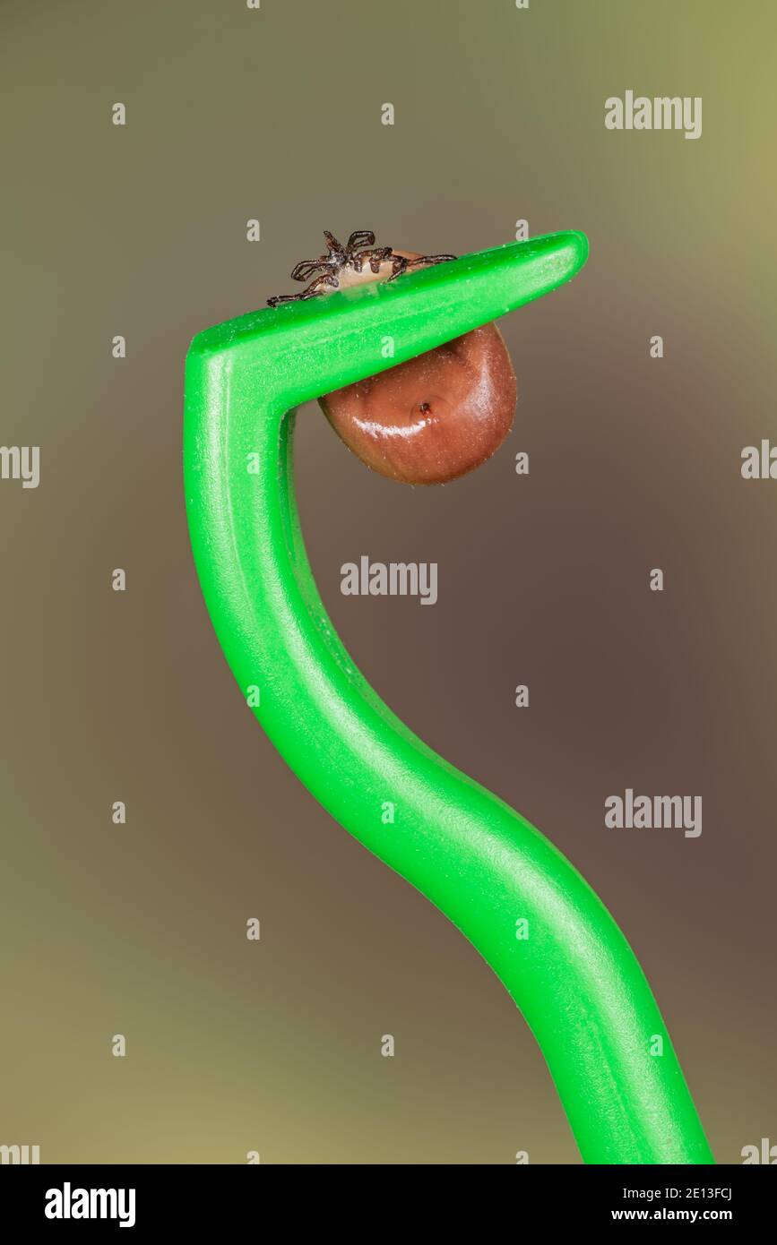 Tick mating hi-res stock photography and images - Alamy