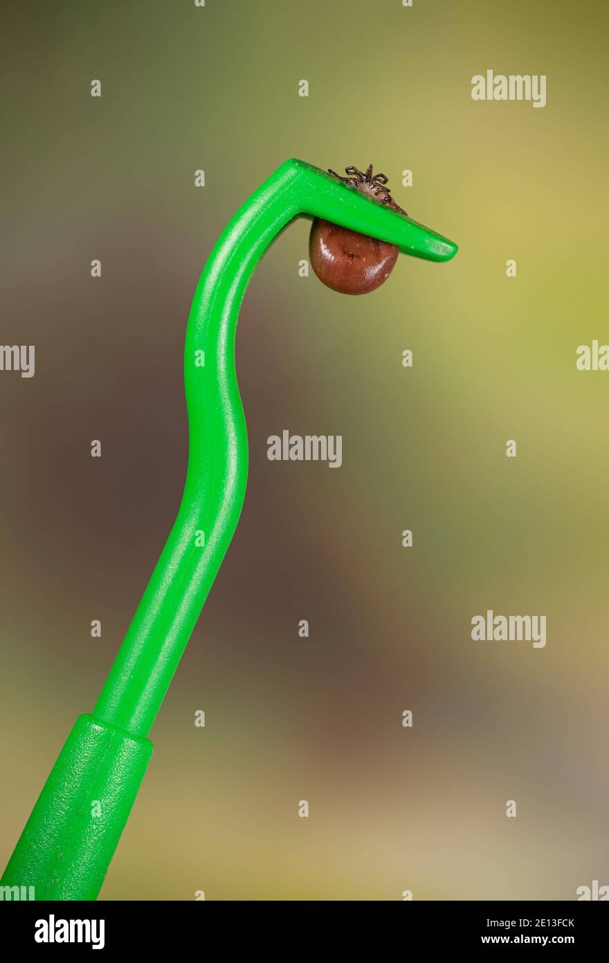 Tick in tick hook Stock Photo - Alamy