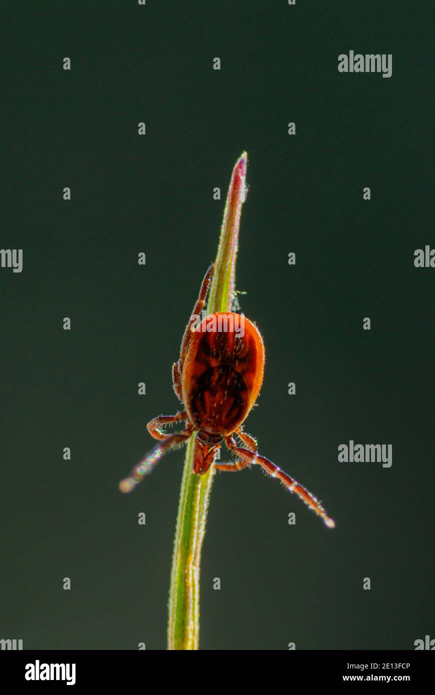 Tick larvae on grass Stock Photo - Alamy