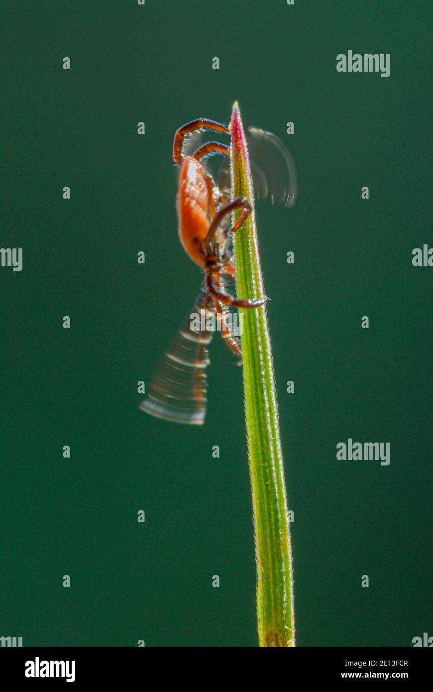 Tick larvae on grass Stock Photo - Alamy