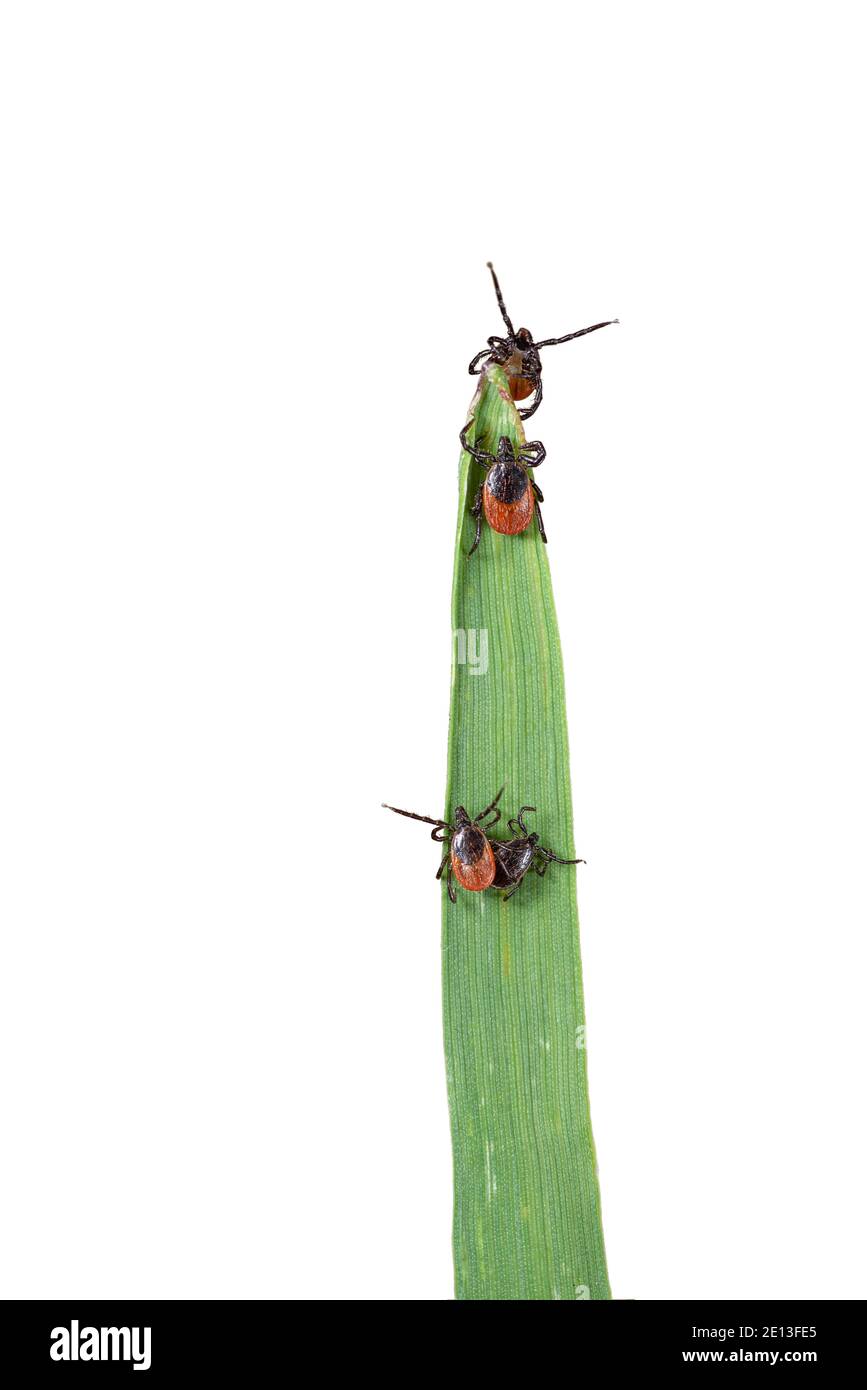 Parasite on host Cut Out Stock Images & Pictures - Alamy