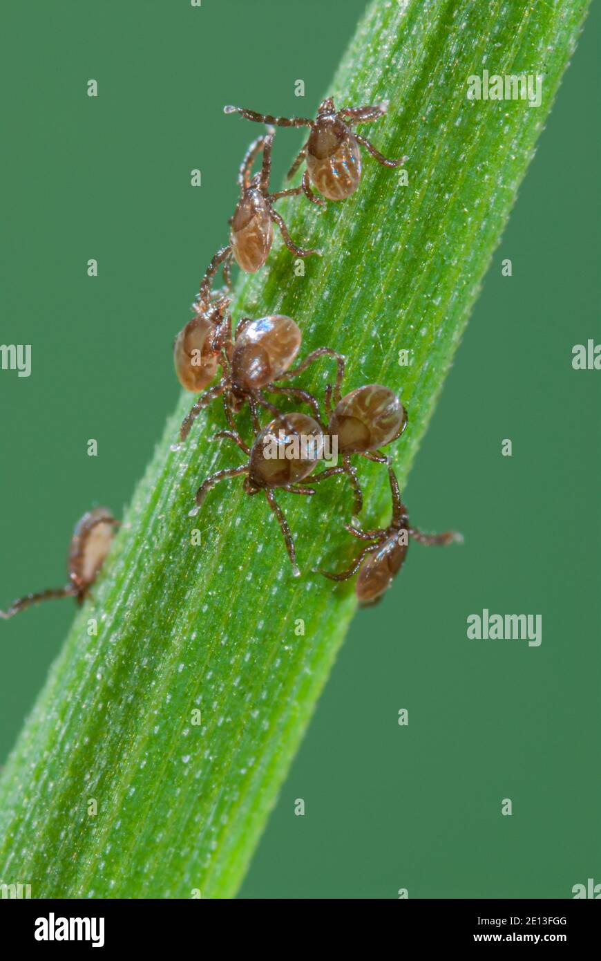 Tick larvae on grass, Zeckenlarven klettern nach Schlupf auf Grashalm ...