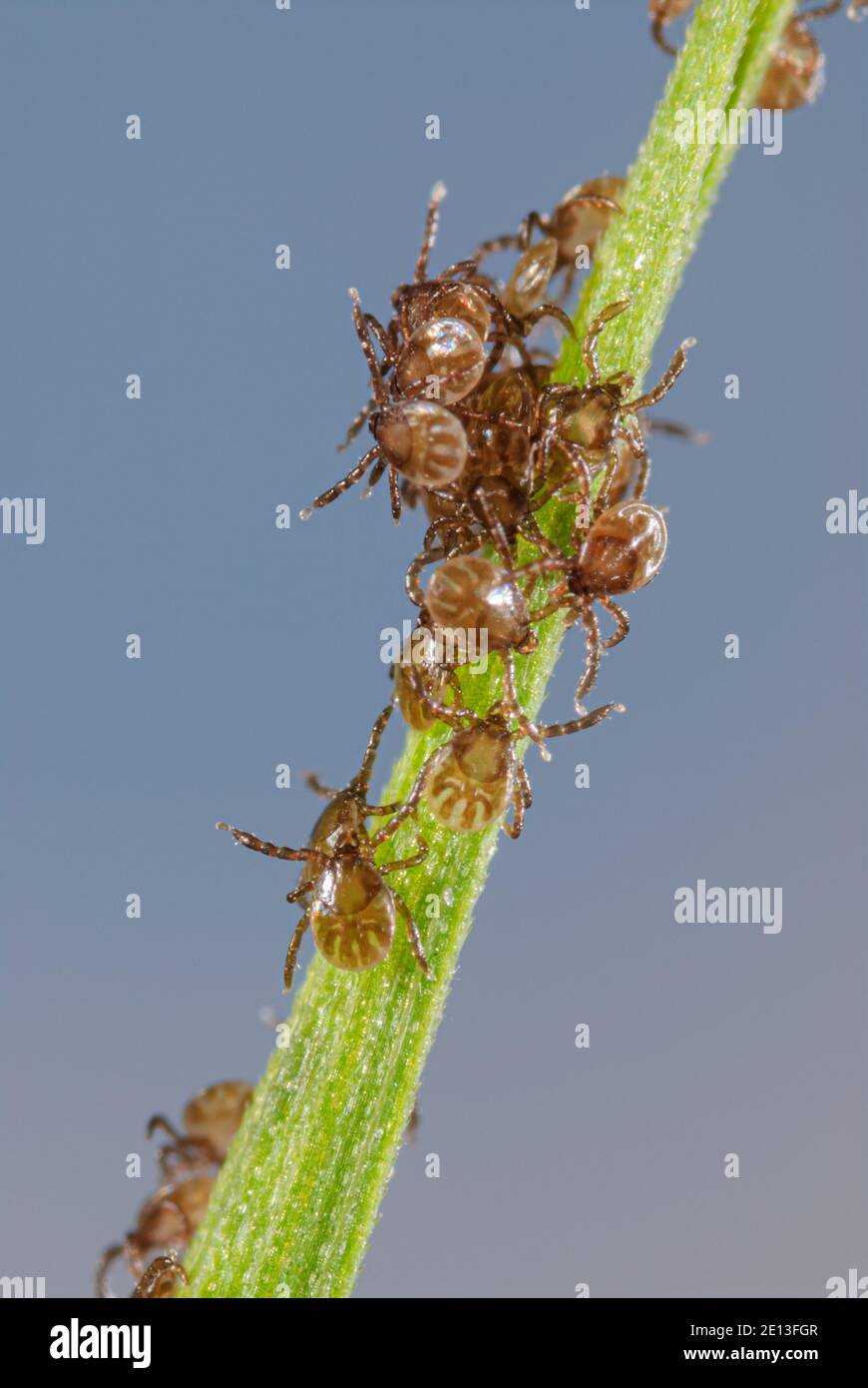 Parasite larvae hi-res stock photography and images - Alamy