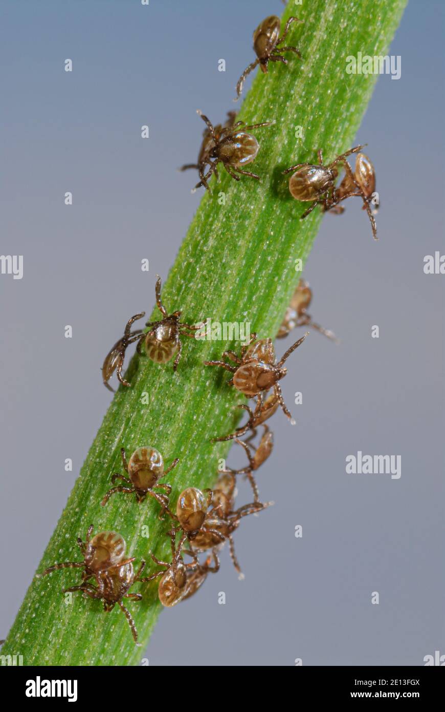 Common wood tick hi-res stock photography and images - Alamy