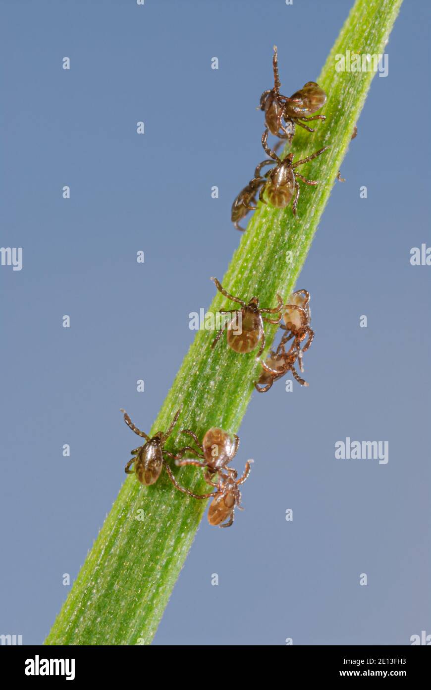 Parasite larvae hi-res stock photography and images - Alamy