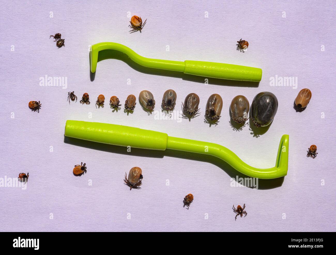 Tick Forceps High Resolution Stock Photography and Images - Alamy