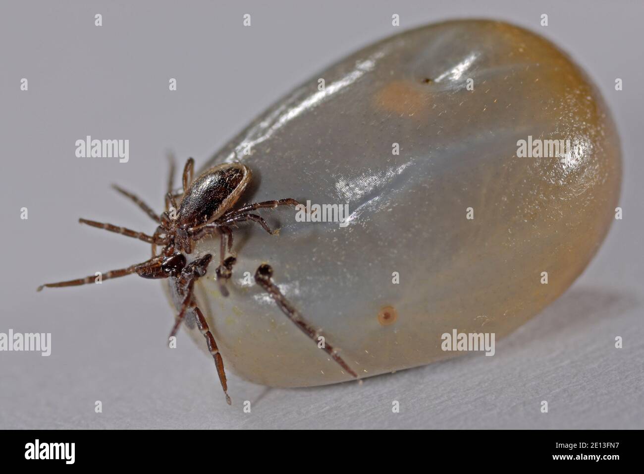 Sexual reproduction of ticks, Reproduction behaviour of ticks Stock ...
