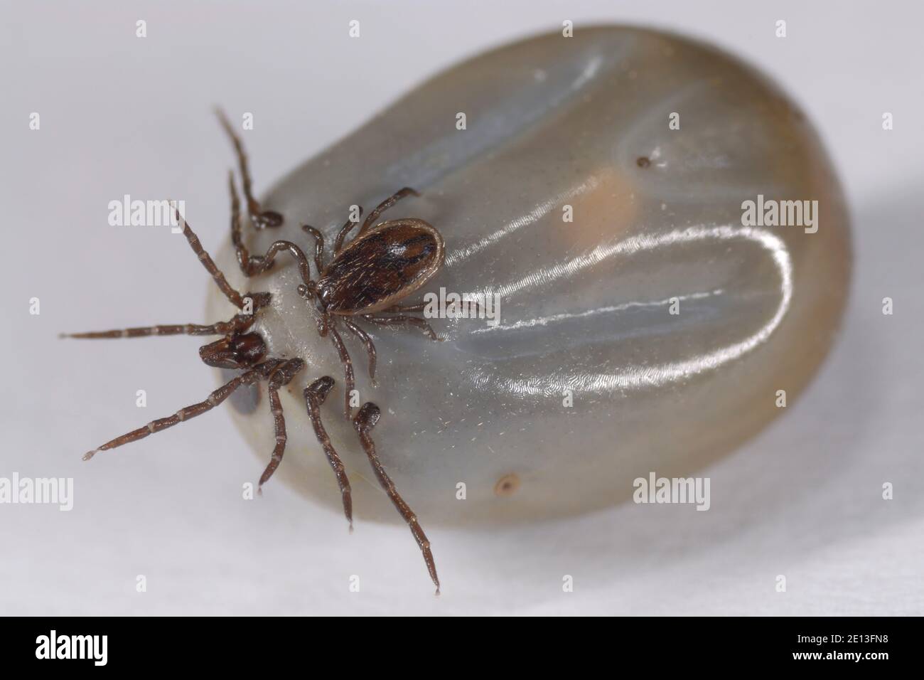 Mating ticks hi-res stock photography and images - Alamy