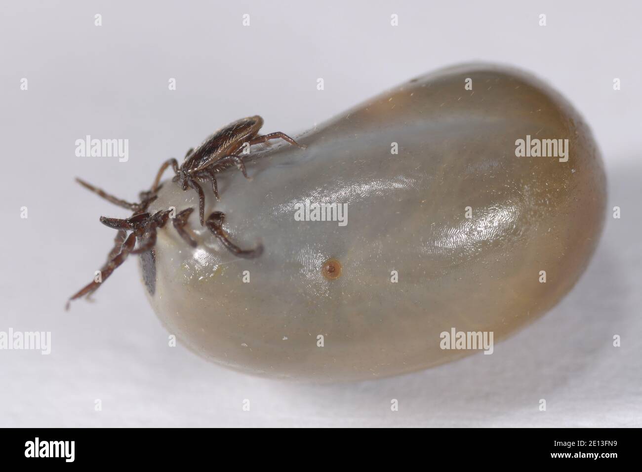 Ticks mating, Sexual reproduction of ticks Stock Photo - Alamy