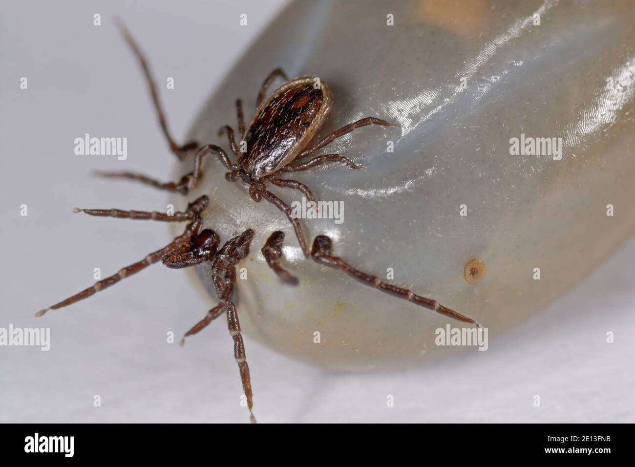 The reproductive behaviour of ticks, Sexual reproduction of ticks Stock ...