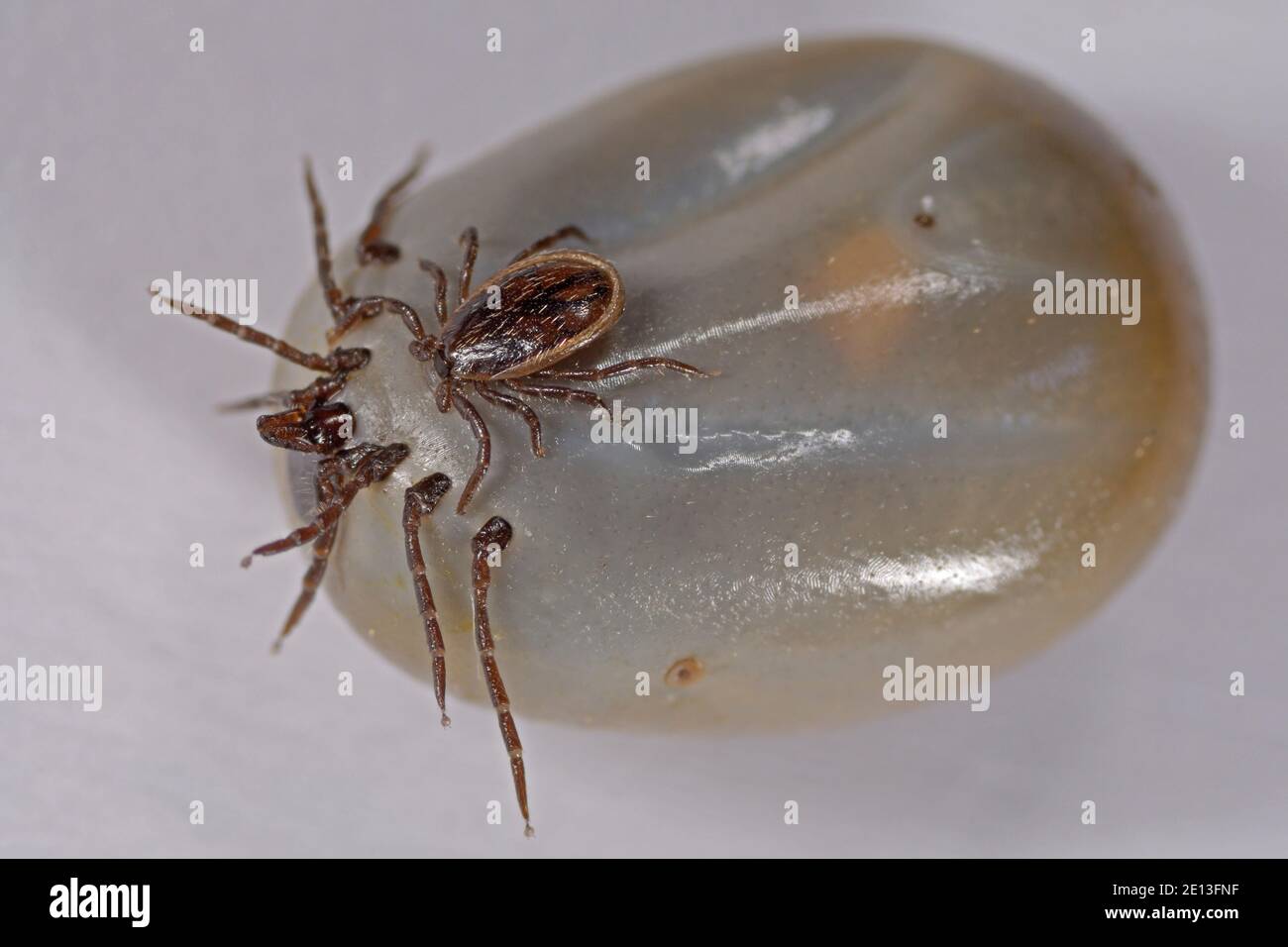 Mating ticks hi-res stock photography and images - Alamy