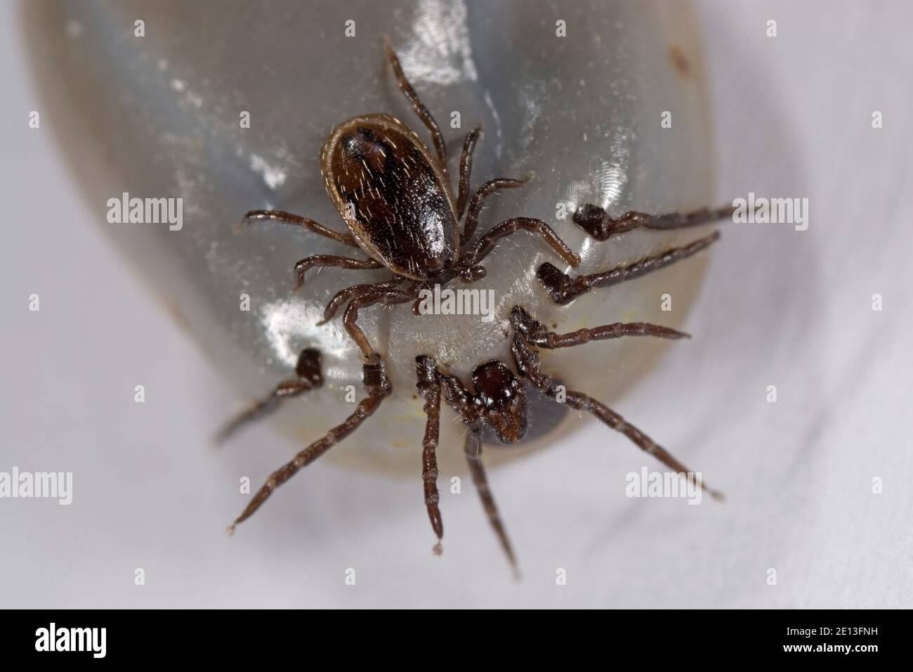 Sexual reproduction of ticks, Ticks mating Stock Photo - Alamy