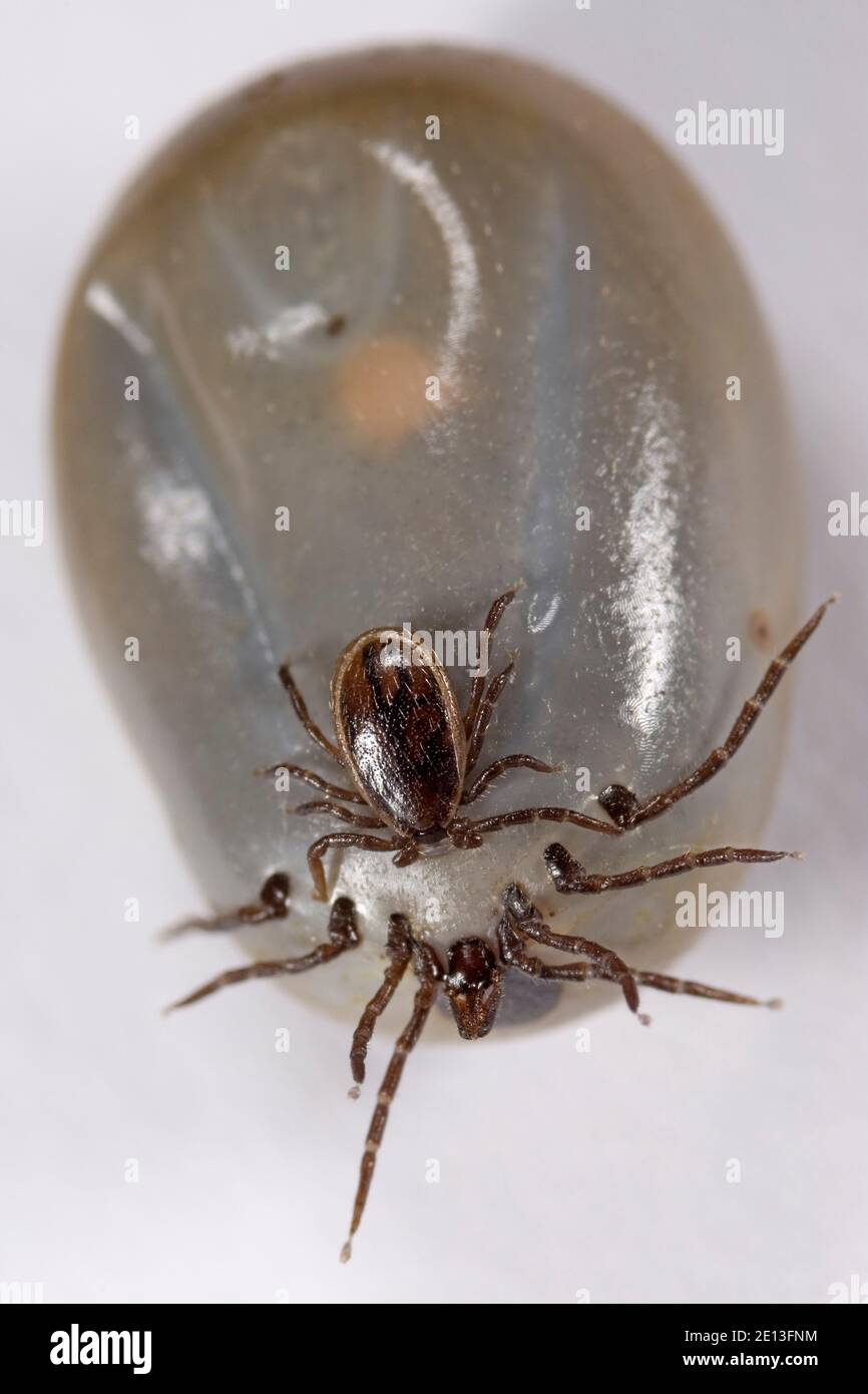 Sexual reproduction of ticks, Ticks mating Stock Photo - Alamy