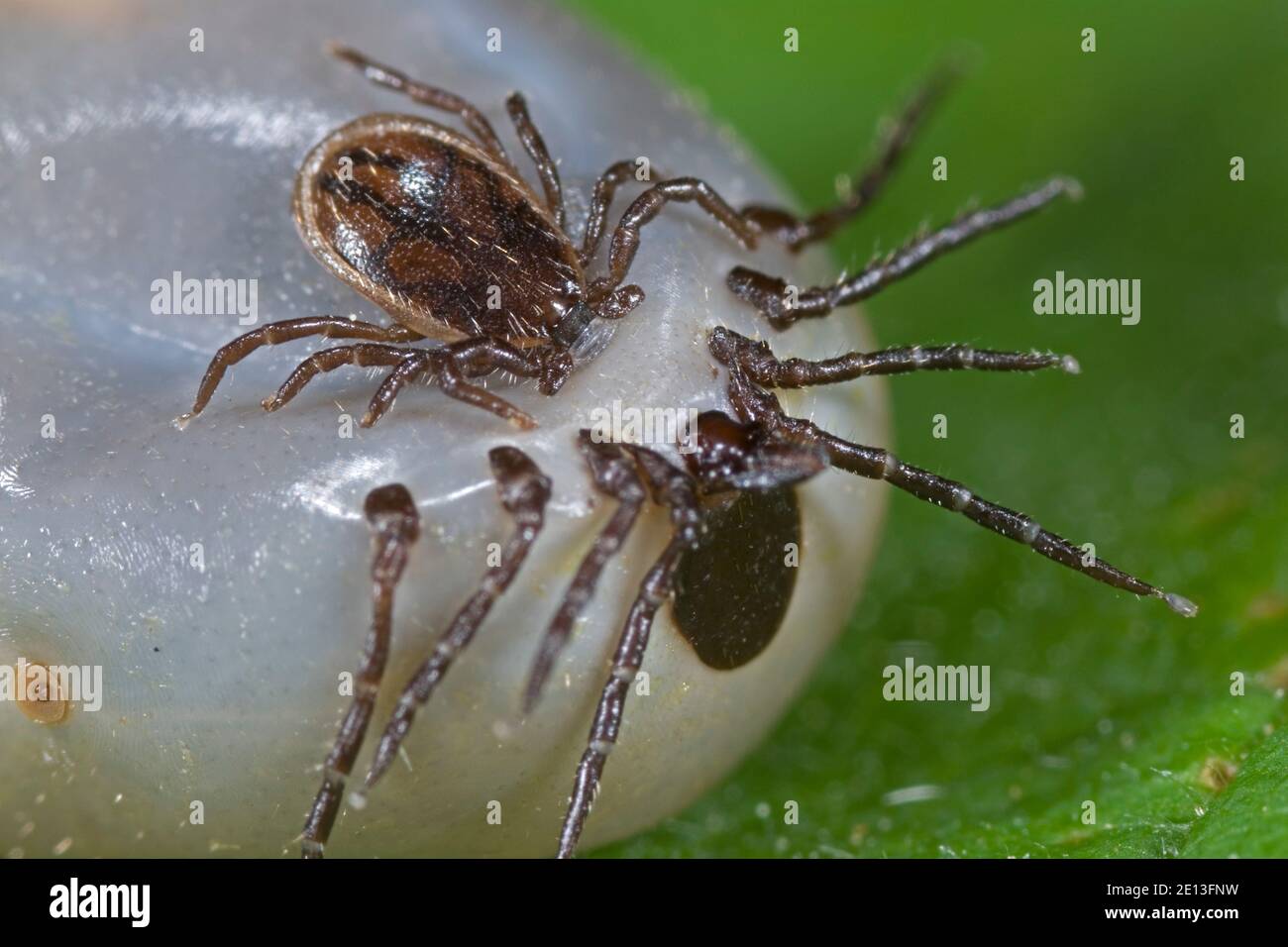 Reproduction behaviour of ticks, Ticks mating Stock Photo - Alamy