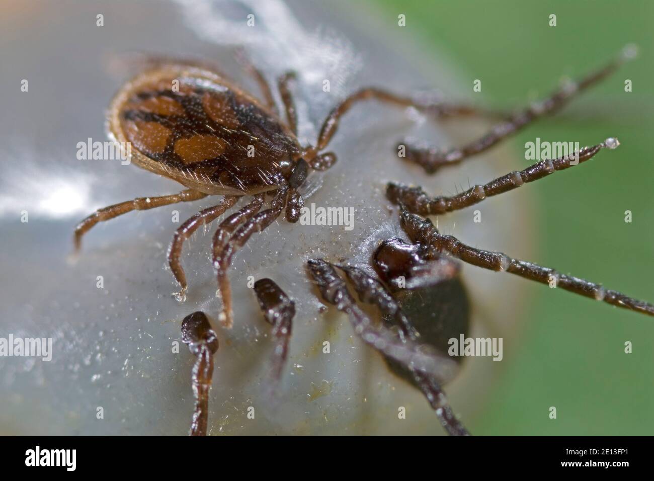 Ticks hi-res stock photography and images - Alamy