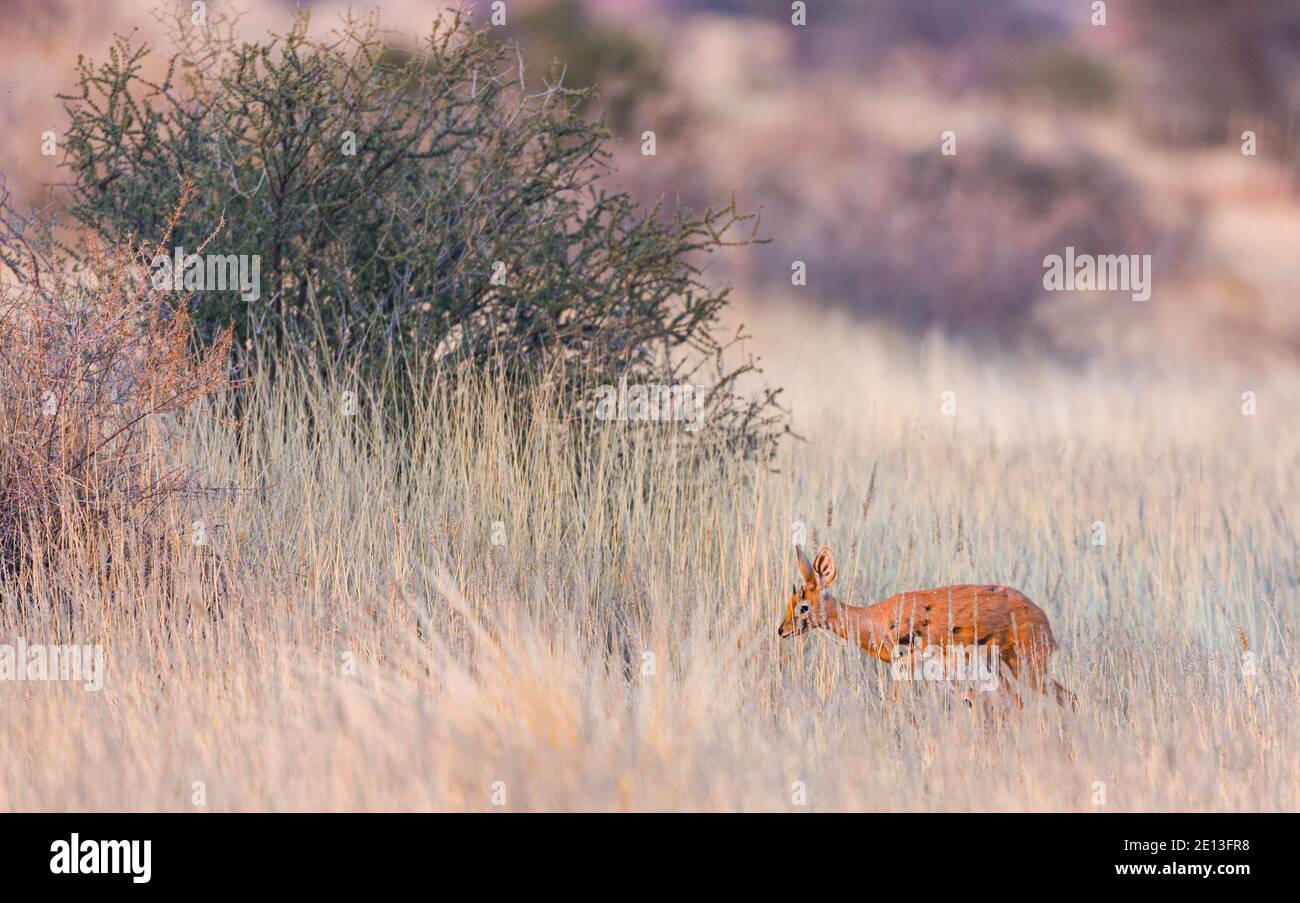 Steenbok o Raficero comun, Fauna del Desierto de Kalahari, Namibia ...