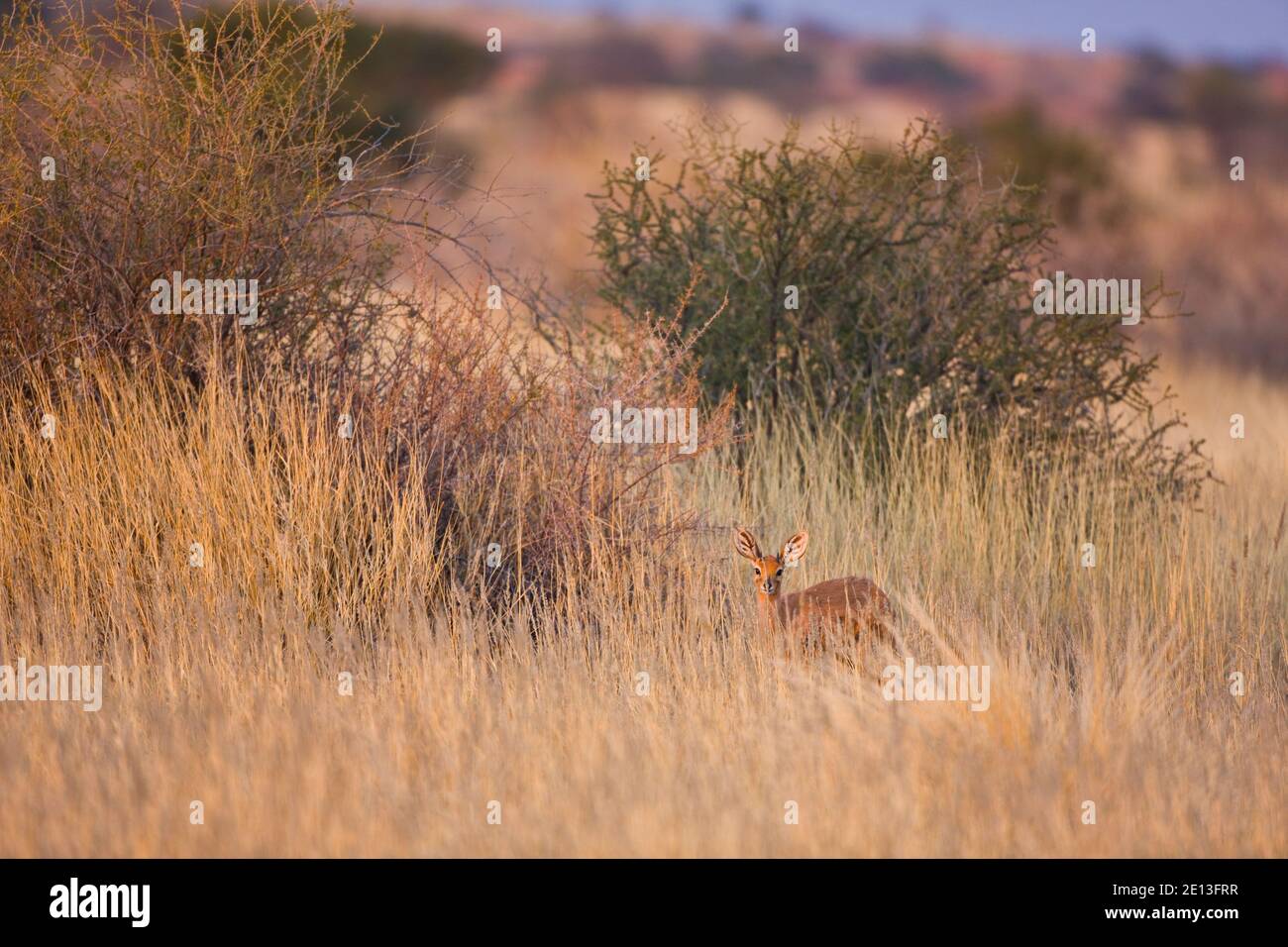 Steenbok o Raficero comun, Fauna del Desierto de Kalahari, Namibia ...