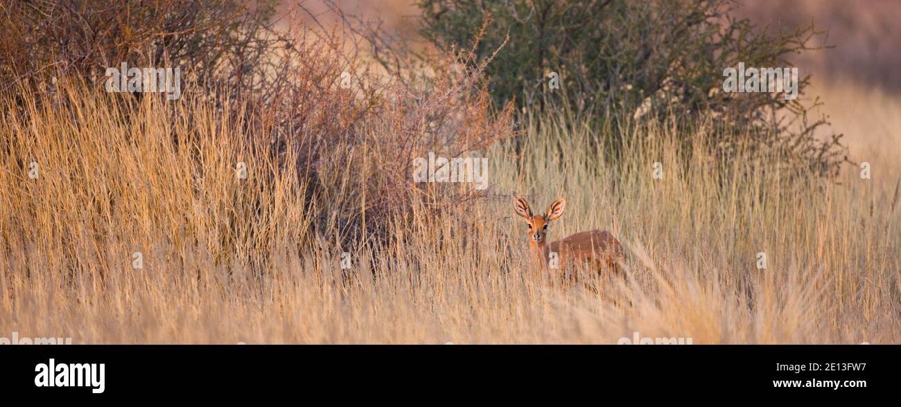 Desierto de kalahari hi-res stock photography and images - Alamy