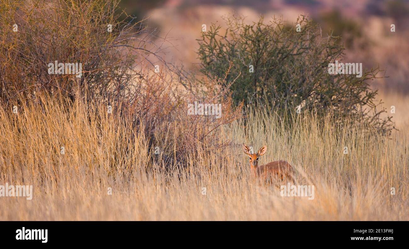 Steenbok o Raficero comun, Fauna del Desierto de Kalahari, Namibia ...