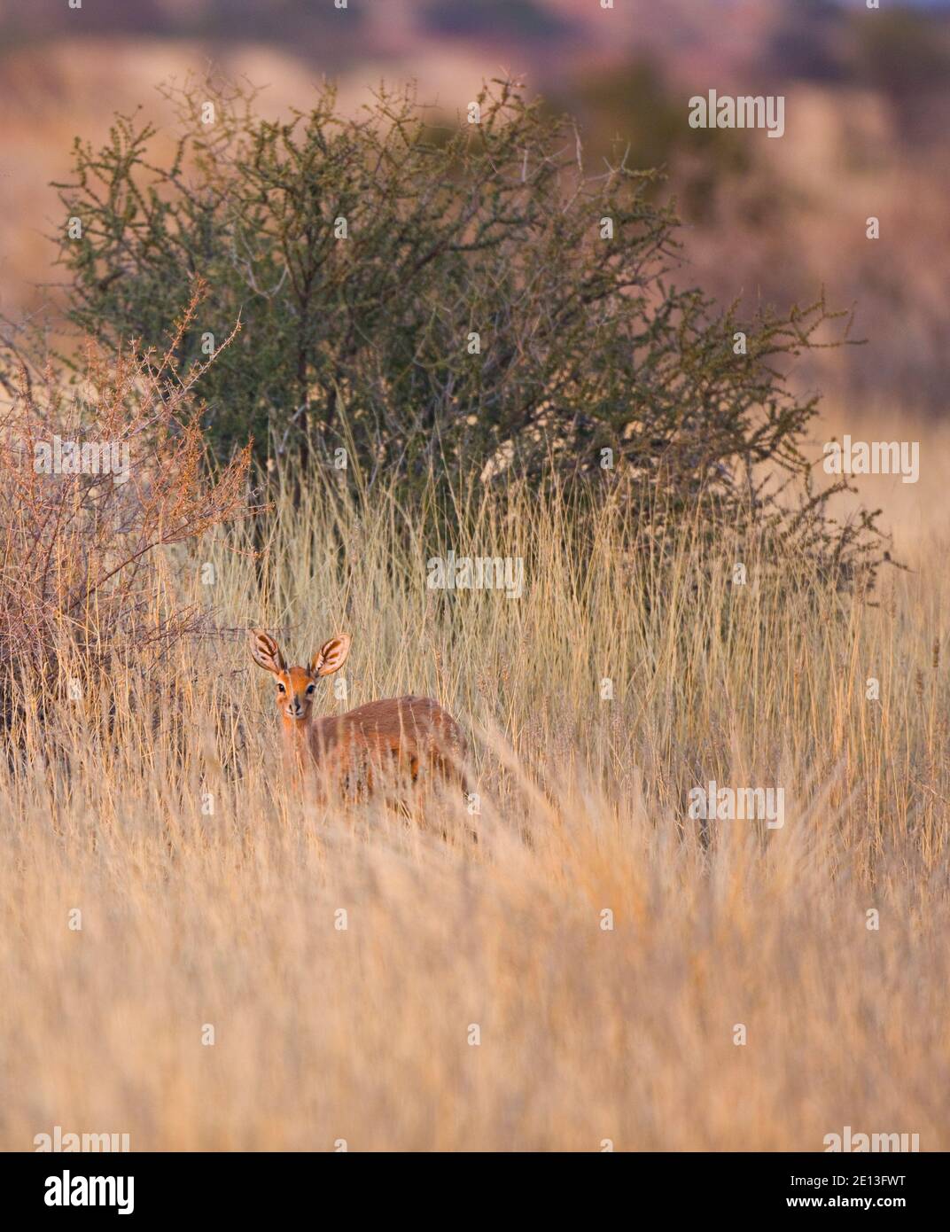 Steenbok o Raficero comun, Fauna del Desierto de Kalahari, Namibia ...