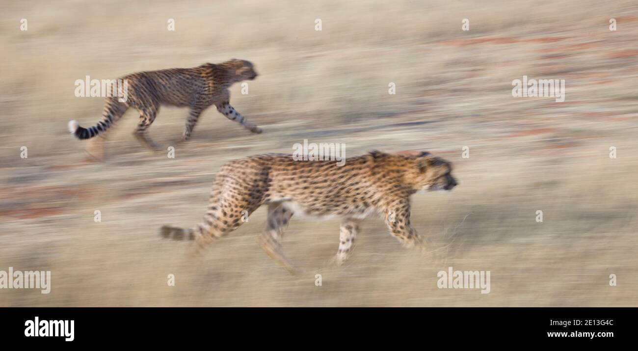 GUEPARDO (Acinonyx jubatus), Namibia, África, Fauna de África Stock ...
