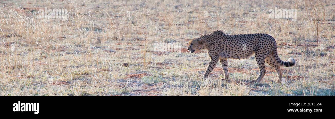 Guepardo de africa hi-res stock photography and images - Alamy