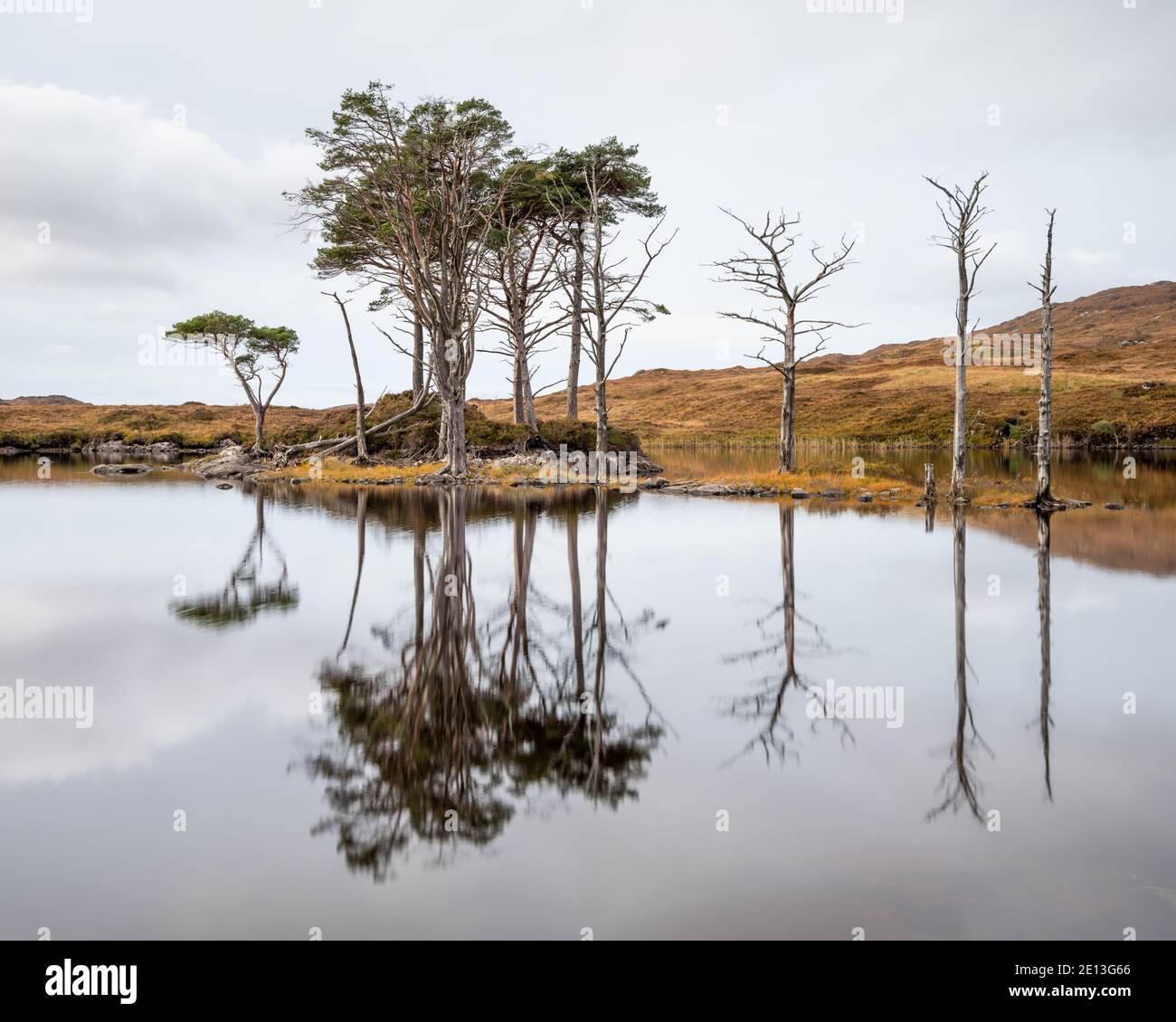 Coigach and assynt trees hi-res stock photography and images - Alamy