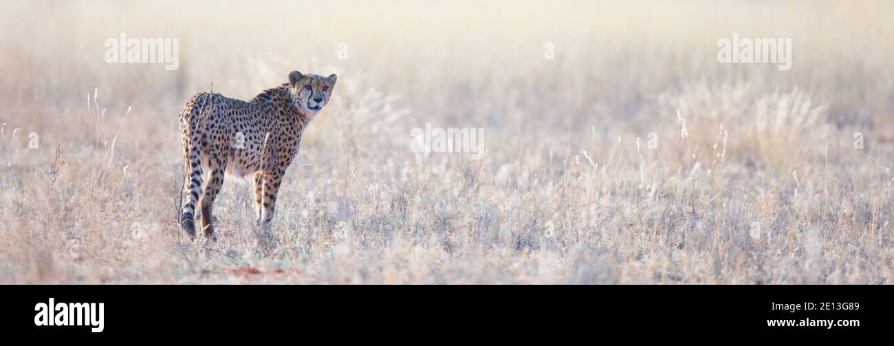 Guepardo de africa hi-res stock photography and images - Alamy
