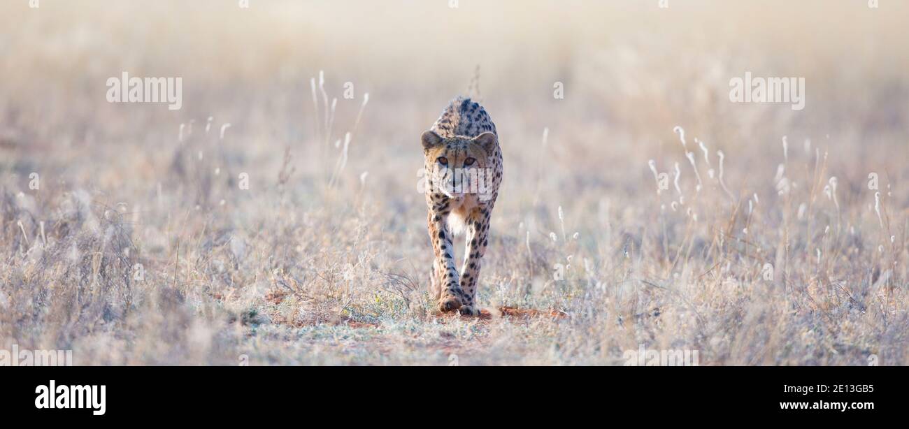 GUEPARDO (Acinonyx jubatus), Namibia, África, Fauna de África Stock ...