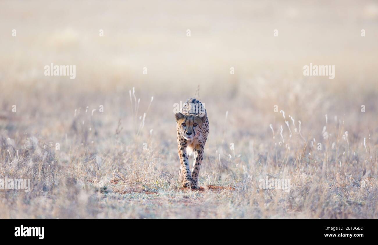 GUEPARDO (Acinonyx jubatus), Namibia, África, Fauna de África Stock ...