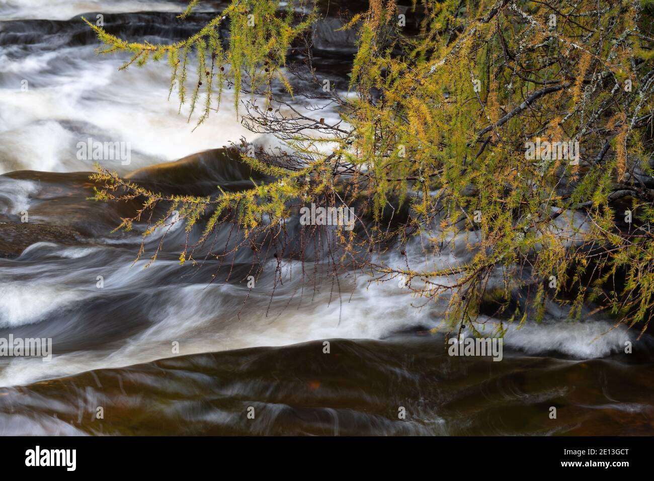 Autumn trees along the Corrieshalloch Gorge, Ullapool, Scotland Stock ...