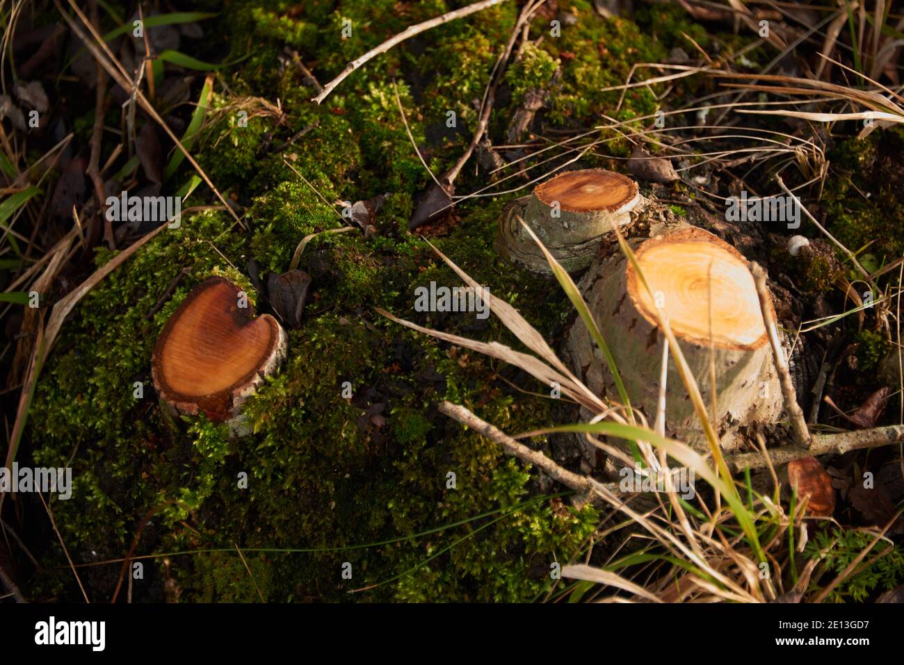 Coppiced trees in forest hi-res stock photography and images - Alamy
