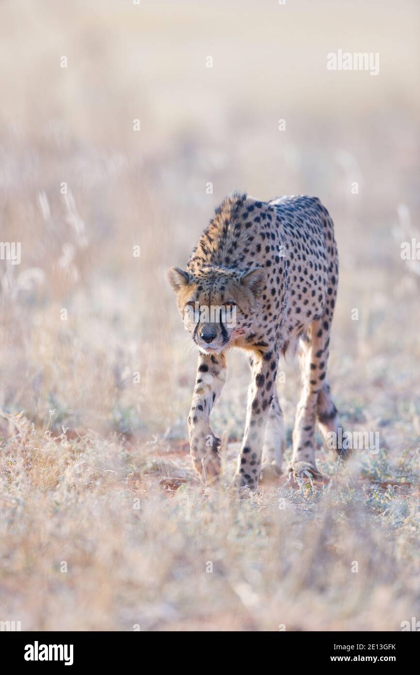 GUEPARDO (Acinonyx jubatus), Namibia, África, Fauna de África Stock ...