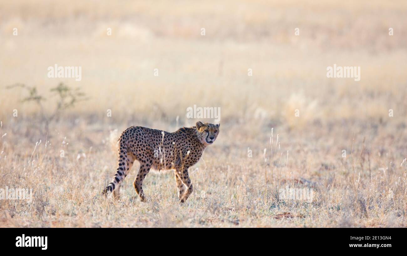 Guepardo de africa hi-res stock photography and images - Alamy
