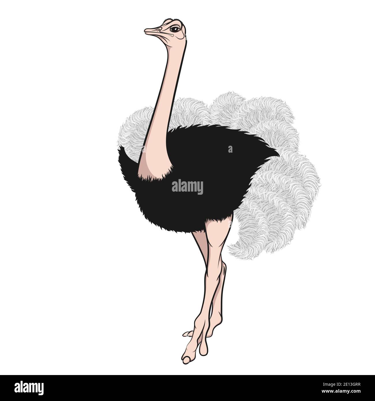 Colored illustration with an African ostrich Stock Photo - Alamy