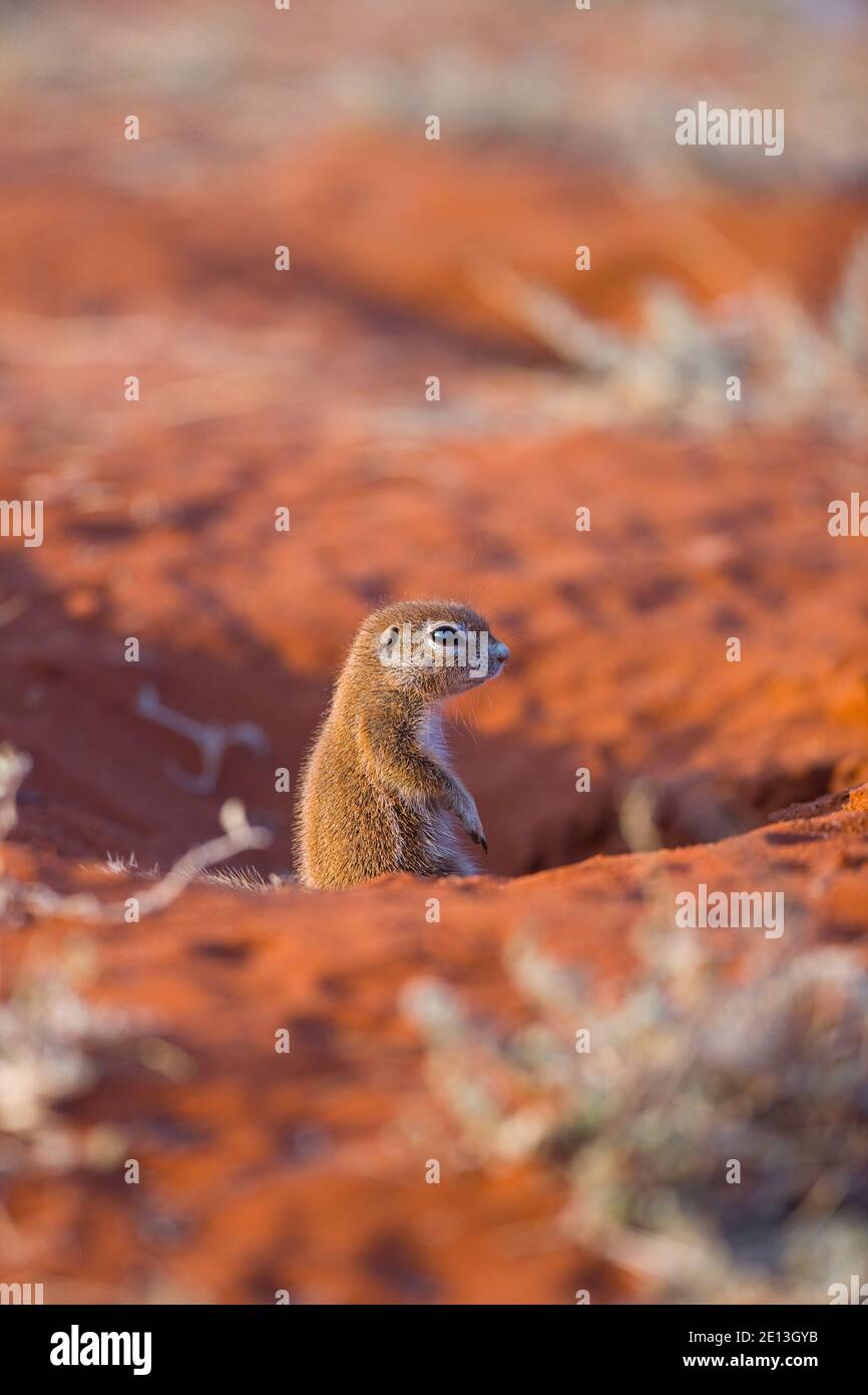 Fauna terrestre hi-res stock photography and images - Alamy