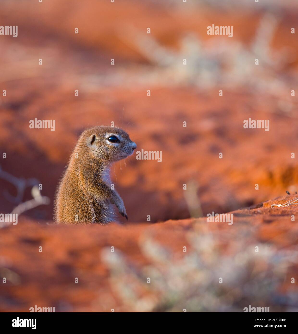 Fauna terrestre hi-res stock photography and images - Alamy