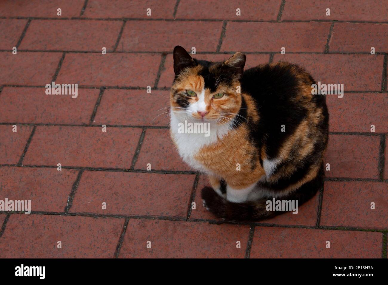 the colorful cat sitting on the red floor Stock Photo - Alamy