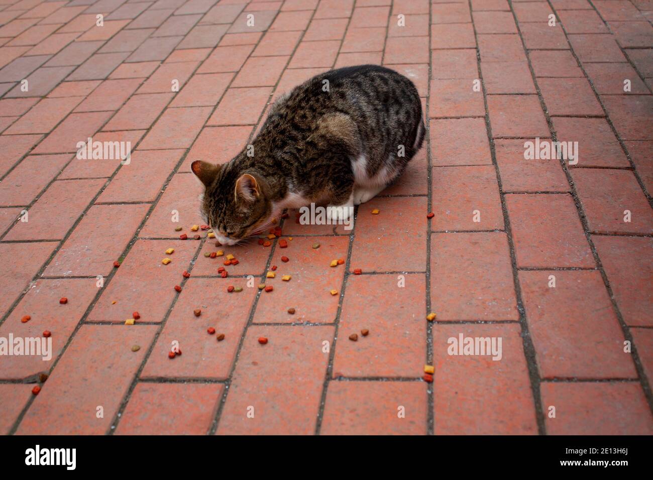 Time to feed for cat hi-res stock photography and images - Alamy