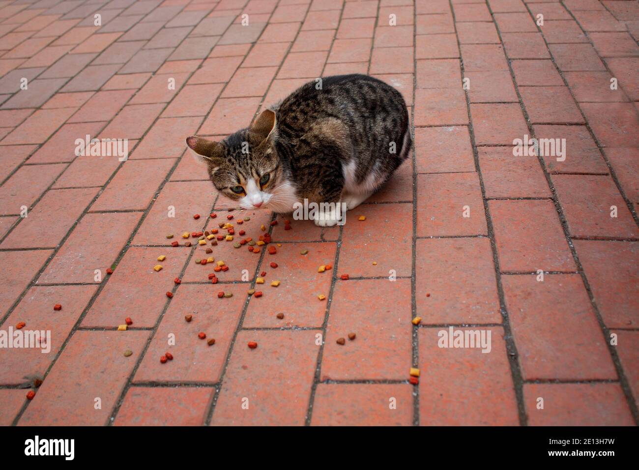 Time to feed for cat hi-res stock photography and images - Alamy