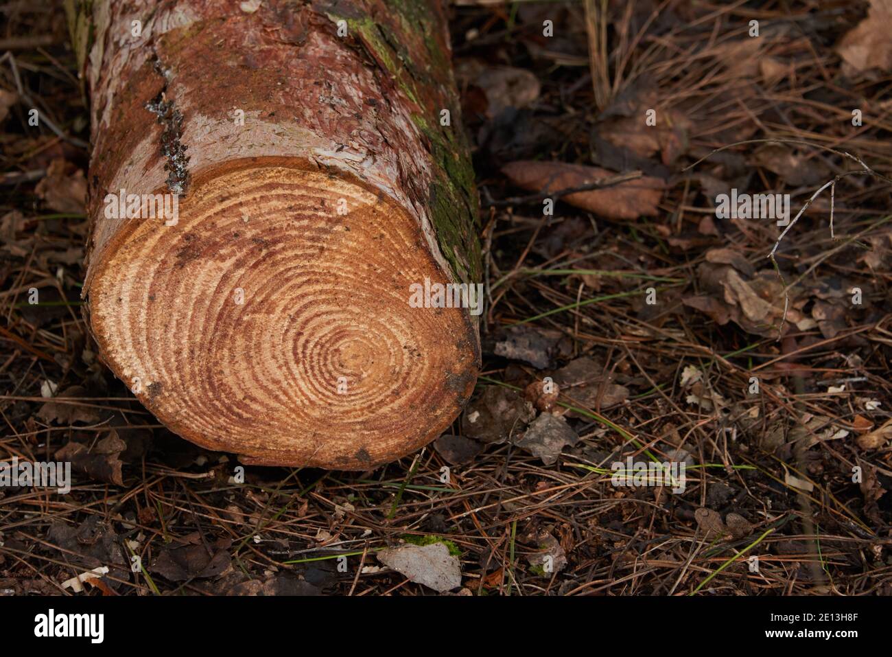 Tree Rings On Logs High Resolution Stock Photography and Images - Alamy