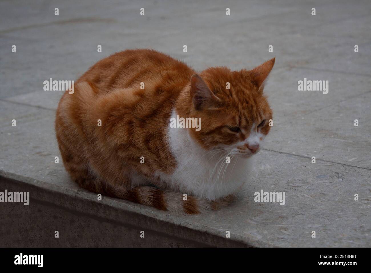 Orange cat sitting hi-res stock photography and images - Alamy