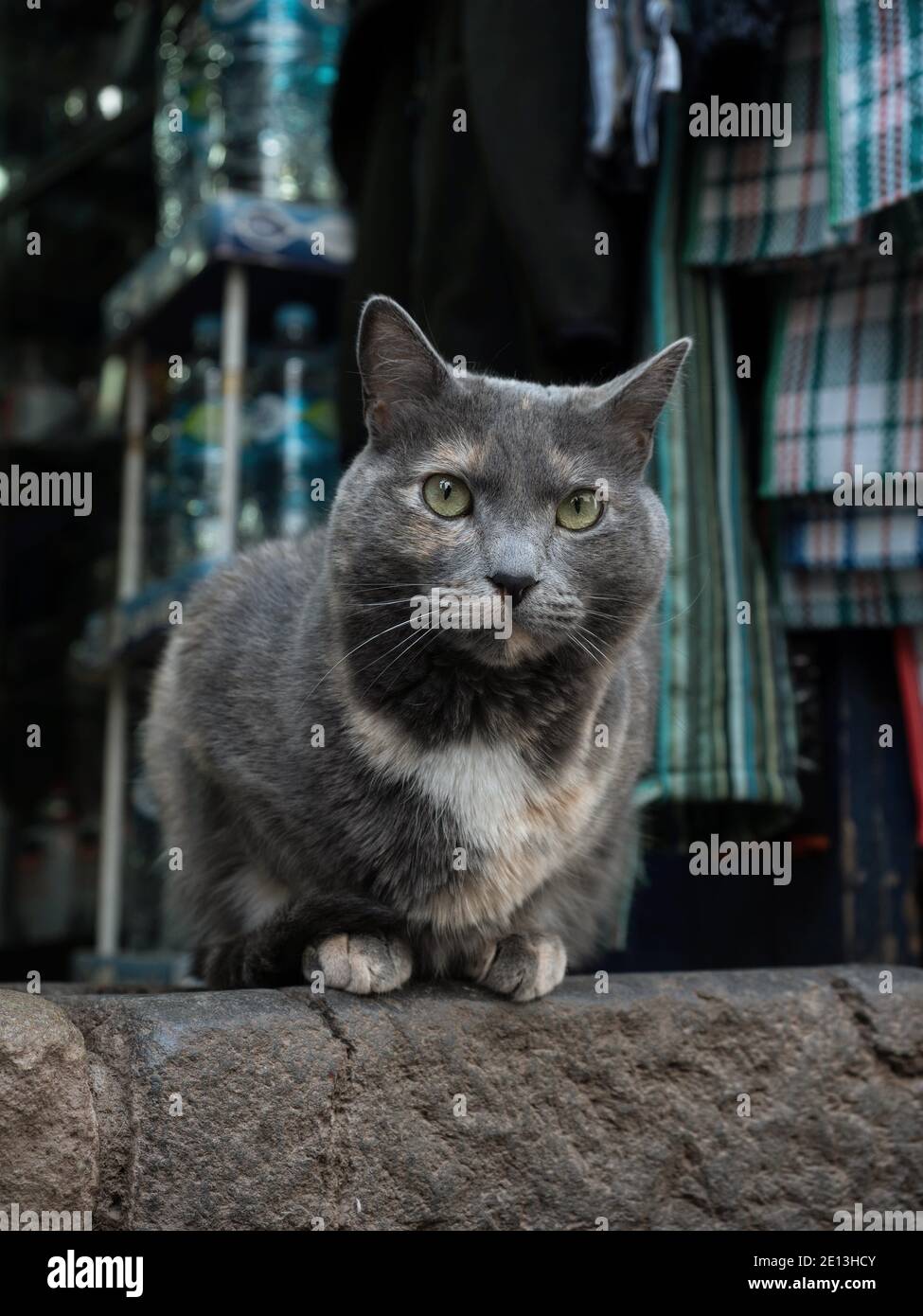 Cat Waiting Patiently
