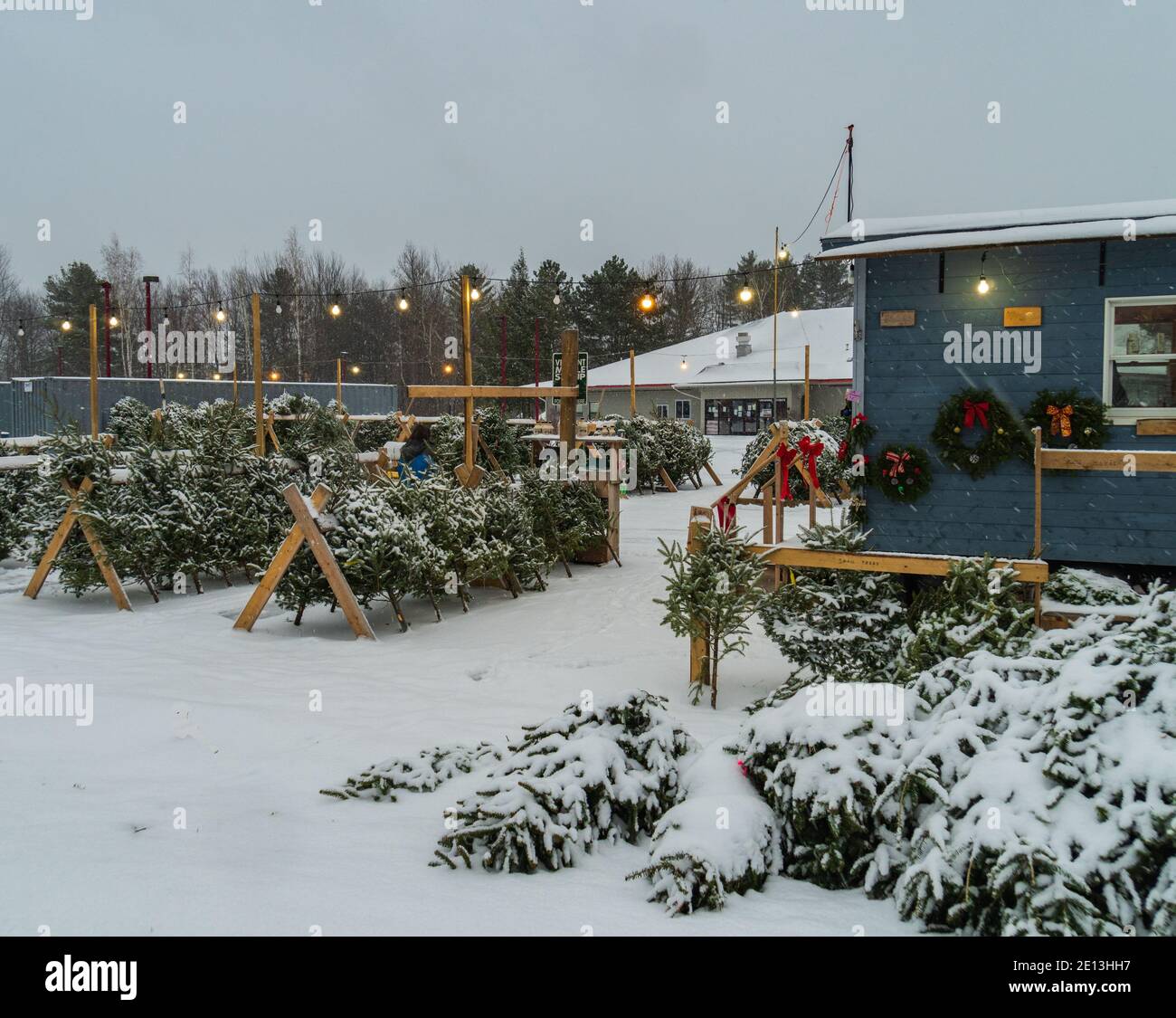 Tree covered in blue lights hi-res stock photography and images - Alamy