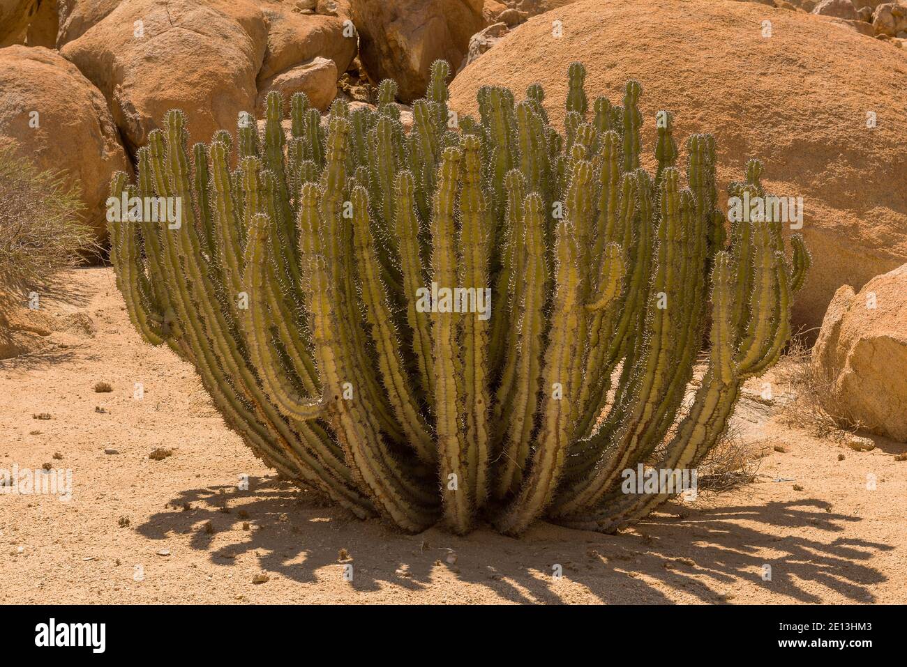 Cactus, Euphorbia, at Spitzkoppe, Erongo Mountains, Namibia Stock Photo ...