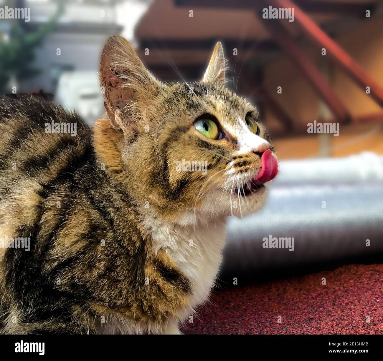 portrait of cat, feeding time Stock Photo - Alamy